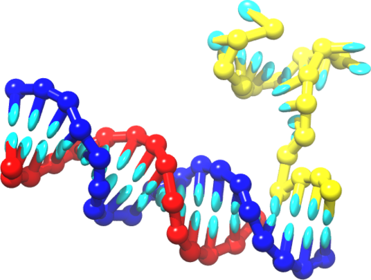 Gallery of studied systems - OxDNA