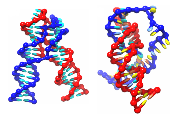 Gallery of studied systems - OxDNA